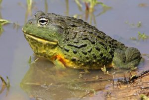 Largest Frogs in the World: A Guide to Their Sizes