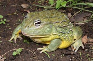 African Bullfrog 101: A Formidable Amphibian Giant