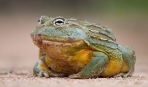 African Bullfrog 101: A Formidable Amphibian Giant