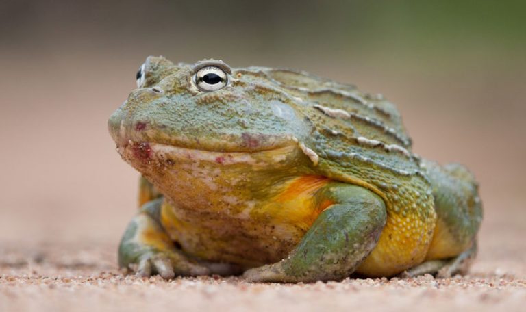 African Bullfrog 101: A Formidable Amphibian Giant