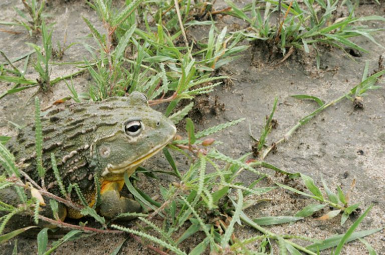 African Bullfrog 101: A Formidable Amphibian Giant