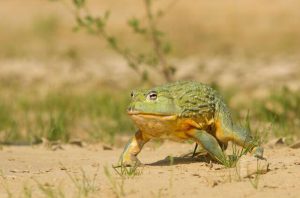 African Bullfrog 101: A Formidable Amphibian Giant