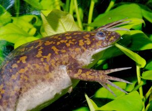 African Clawed Frog 101: A Peculiar Aquatic Amphibian