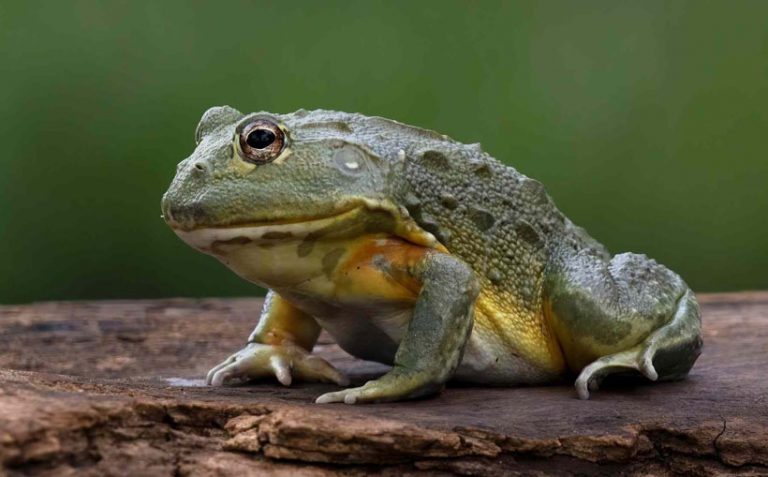 African Bullfrog 101: A Formidable Amphibian Giant