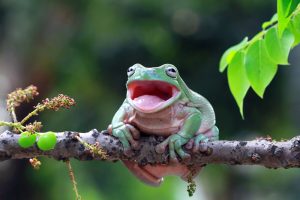 Frog Teeth 101: All Your Questions Answered