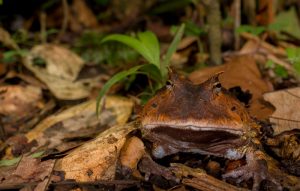 Amazon Horned Frog 101: South America's Camouflaged Predator