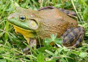 Largest Frogs in the World: A Guide to Their Sizes