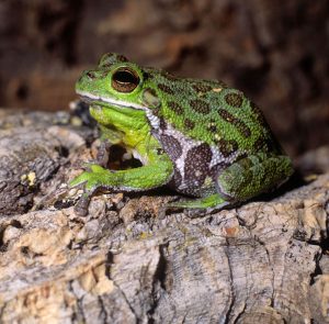 Barking Tree Frog 101: A Noisy Native of the Southeastern US