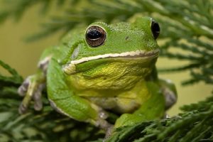 Barking Tree Frog 101: A Noisy Native of the Southeastern US
