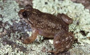 Gastric-brooding Frogs 101: Physical Characteristics, Habitat, Behavior ...