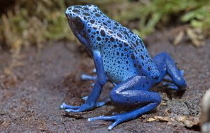 Blue Poison Dart Frog 101: Physical Characteristics, Habitat, Behavior ...