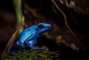 Blue Poison Dart Frog 101: Physical Characteristics, Habitat, Behavior ...