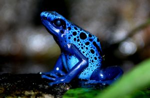 Blue Poison Dart Frog 101: Physical Characteristics, Habitat, Behavior ...