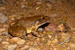 Largest Frogs in the World: A Guide to Their Sizes