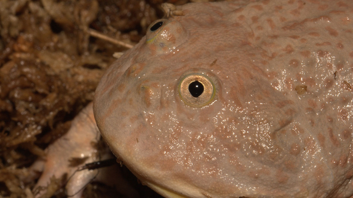 Budgett's Frog 101: The Peculiar Wide-Mouthed Species