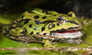 Can Frogs Cry? Learn About Their Emotional Expression