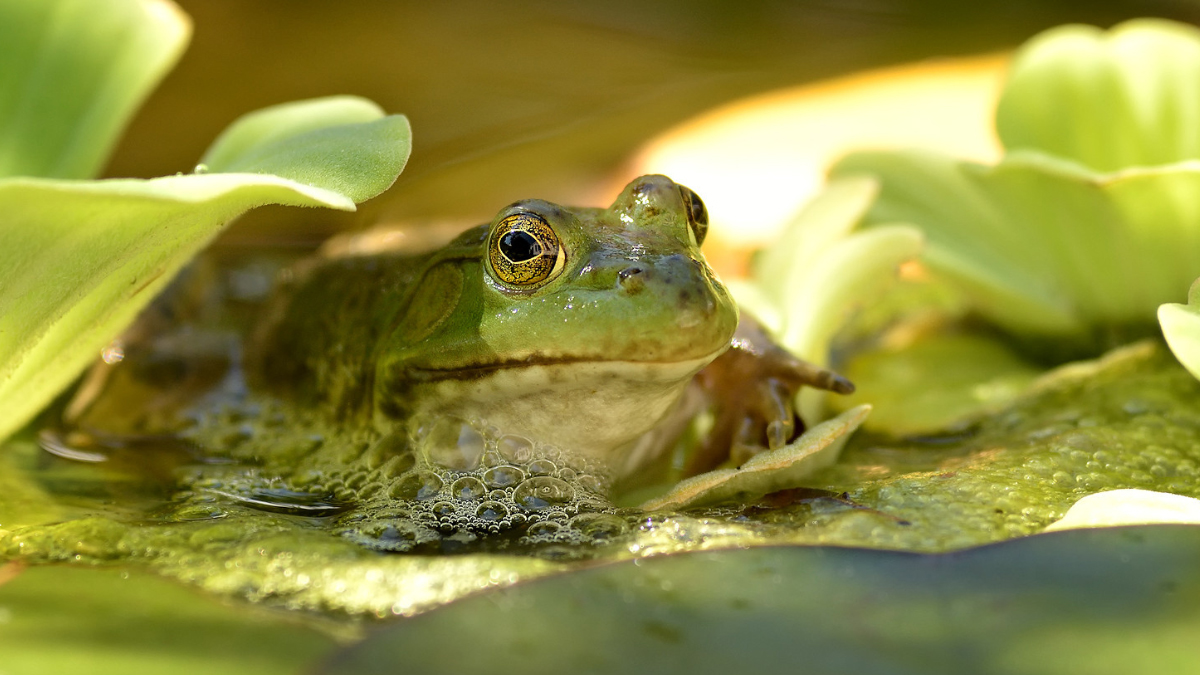 Can Frogs Cry? Learn About Their Emotional Expression