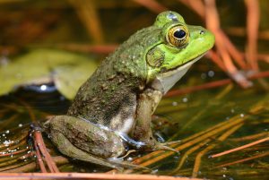 Do Frogs Have Ears? How Do They Hear?