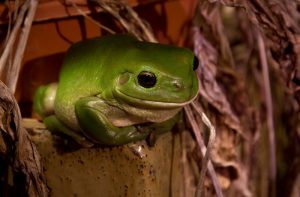 Can Frogs Cry? Learn About Their Emotional Expression