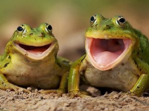Do Frogs Have Feelings? The Truth About Their Emotions
