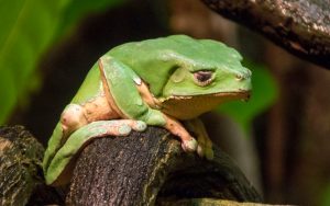 Do Frogs Have Feelings? The Truth About Their Emotions