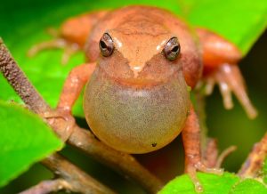 Spring Peeper 101: Physical Characteristics, Habitat, Behavior, and ...