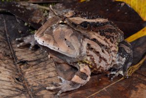 Amazon Horned Frog 101: South America's Camouflaged Predator