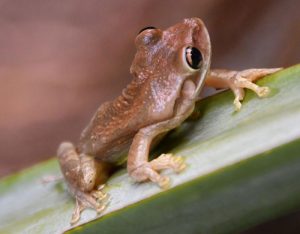 Cuban Tree Frog 101: The Invasive Amphibian of Florida