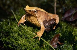 Darwin's Frogs 101: Chile's Unique Mouth-Brooding Species
