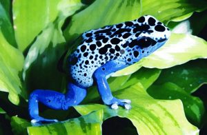 Blue Poison Dart Frog 101: Physical Characteristics, Habitat, Behavior ...