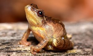 Spring Peeper 101: Physical Characteristics, Habitat, Behavior, and ...