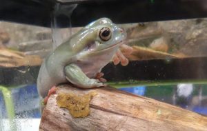 Dumpy Tree Frog 101: Australia's Chubby Green Amphibian