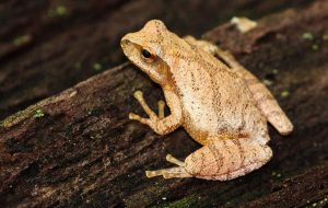 Tree Frogs 101: Care, Diet, Habitat, and Fun Facts