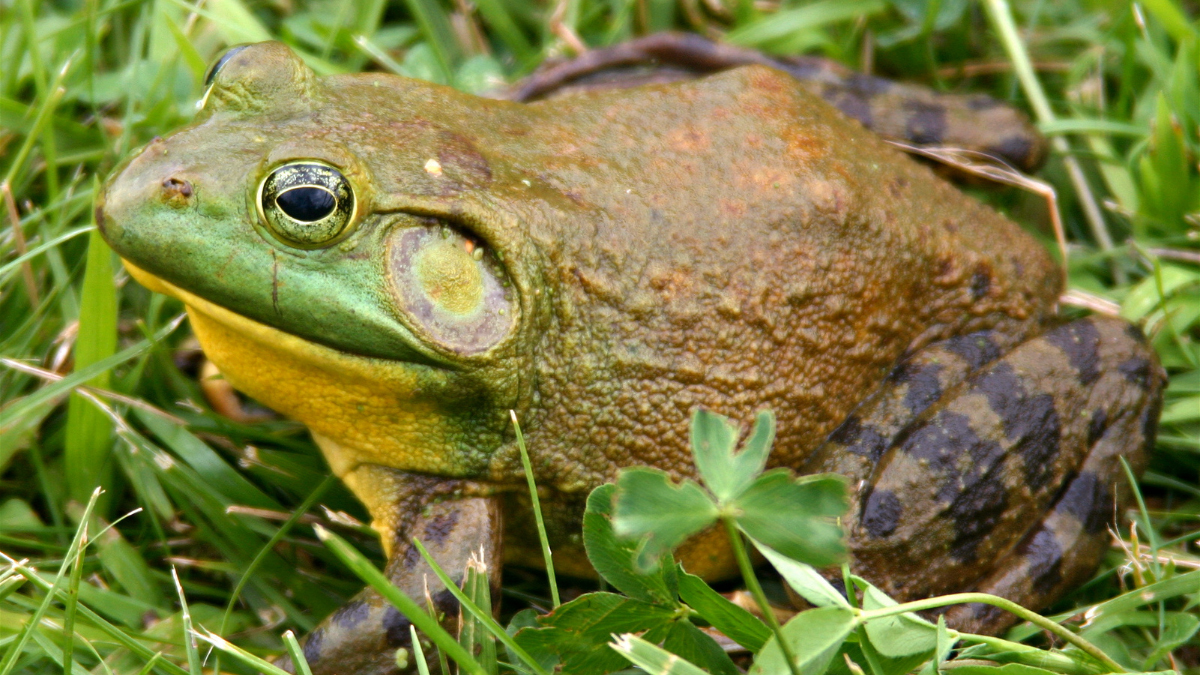 Do Frogs Have Ears? How Do They Hear?