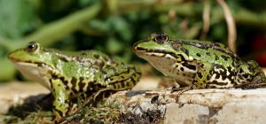 Do Frogs Have Feelings? The Truth About Their Emotions