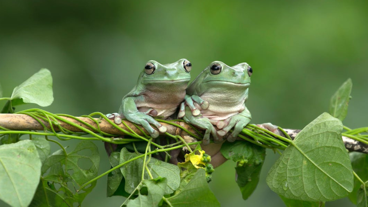 Do Frogs Have Feelings? The Truth About Their Emotions