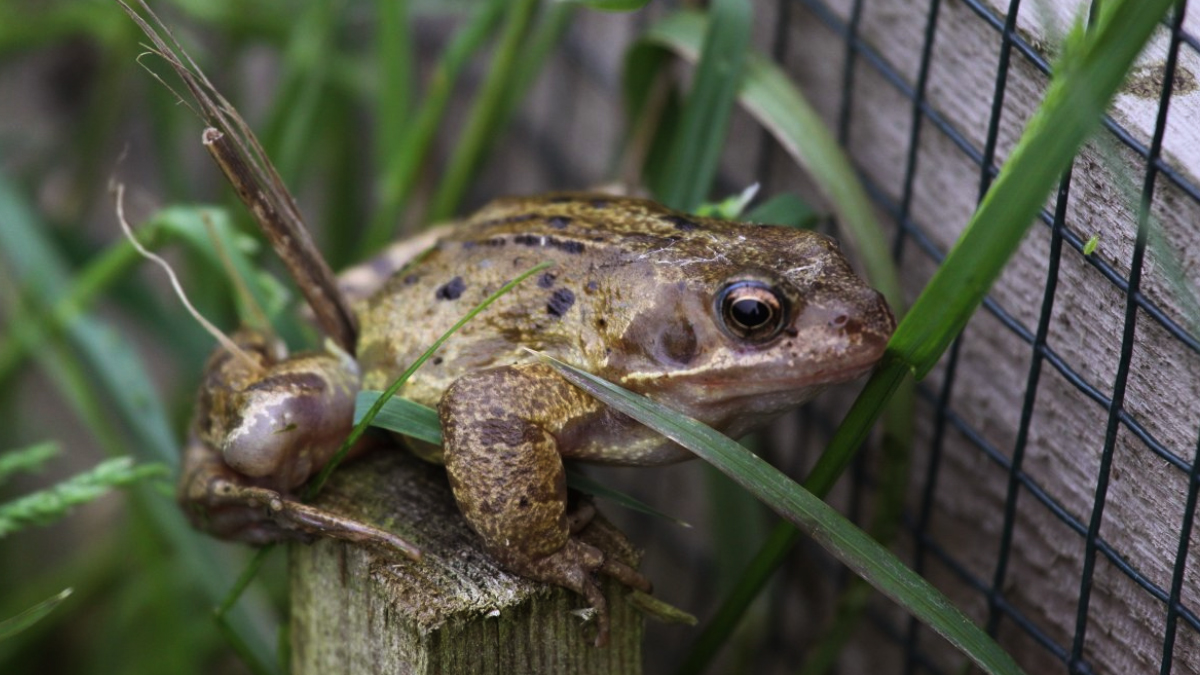 Do Frogs Have Noses? The Answer Will Shock You!