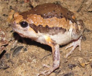 Do Frogs Have Ears? How Do They Hear?