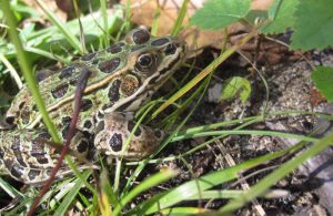 Does a Frog Have a Neck? Exploring Their Anatomy