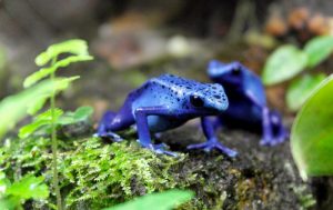 Do Frogs Have Feelings? The Truth About Their Emotions