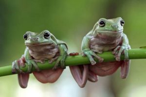 Dumpy Tree Frog 101: Australia's Chubby Green Amphibian