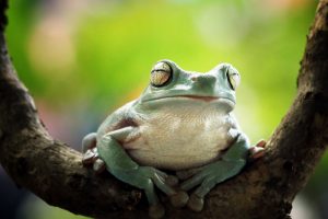 Dumpy Tree Frog 101: Australia's Chubby Green Amphibian