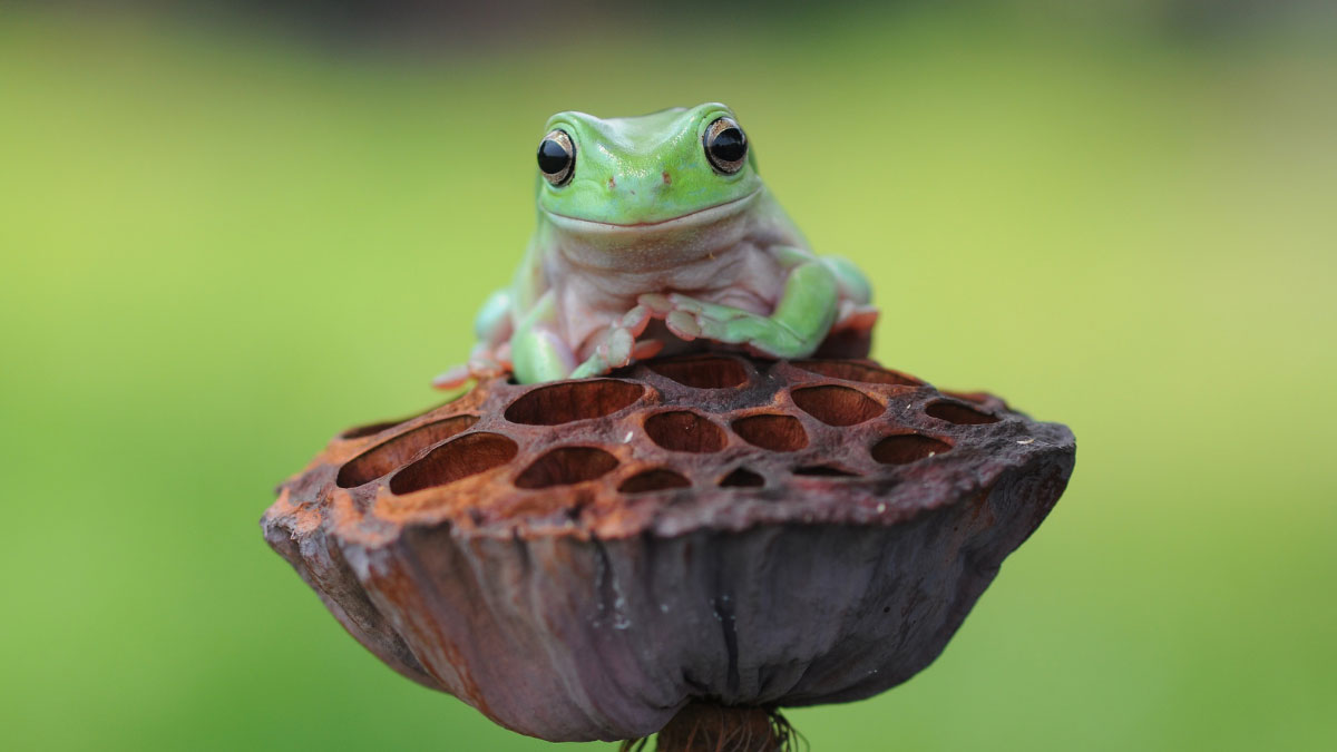 Dumpy Tree Frog 101: Australia's Chubby Green Amphibian