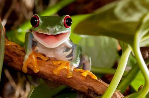 Tree Frogs 101: Care, Diet, Habitat, and Fun Facts
