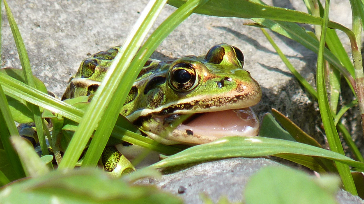 Frog Teeth 101: All Your Questions Answered