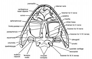 Frog Skull: Everything You Need to Know