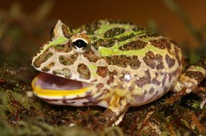 Frog Teeth 101: All Your Questions Answered