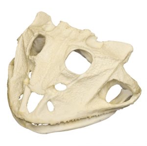 Frog Skull: Everything You Need to Know