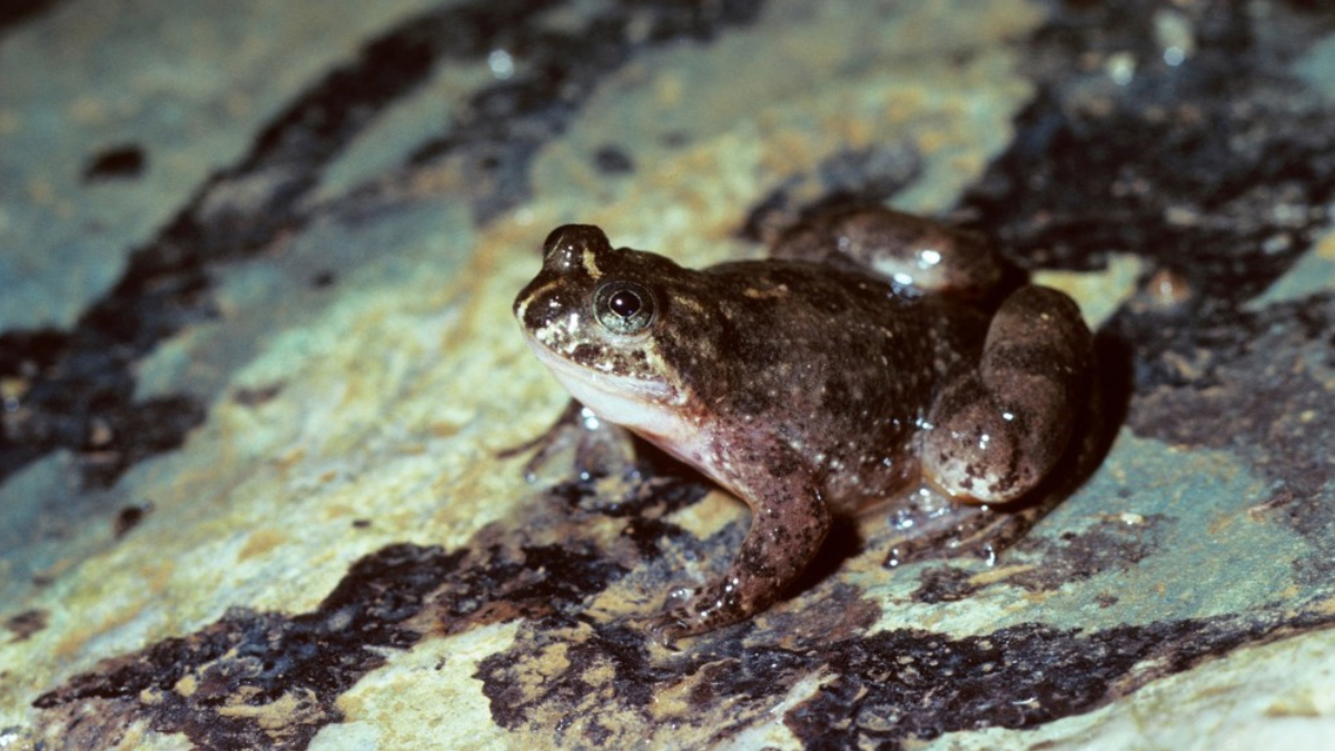 Gastric-brooding Frogs 101: Physical Characteristics, Habitat, Behavior ...