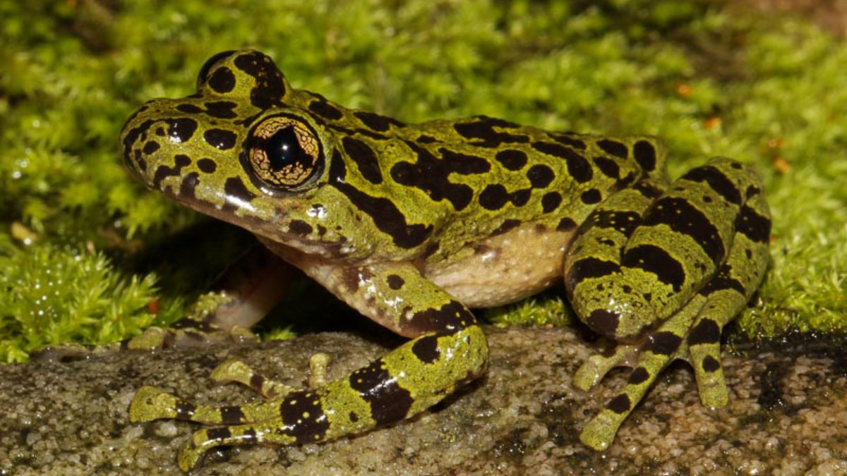 Ghost Frogs 101: South Africa's Cryptic Amphibians